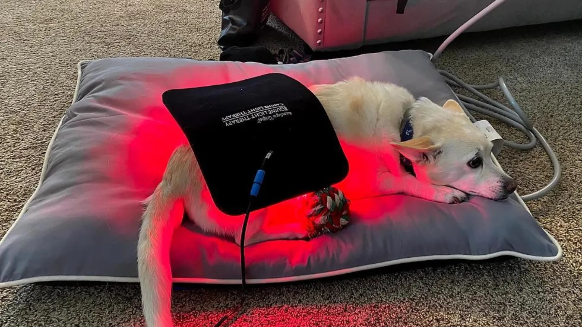 Canine Light Therapy: Healing Your Dog with Light - Caring 4 Canines